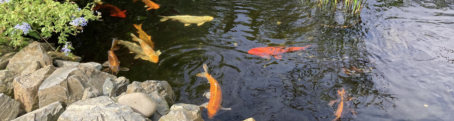 海外华人福音网 – OCBF.CA